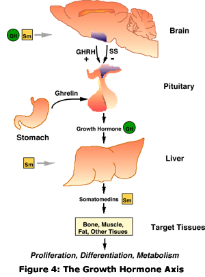 growth hormone releasing hormone - meddic